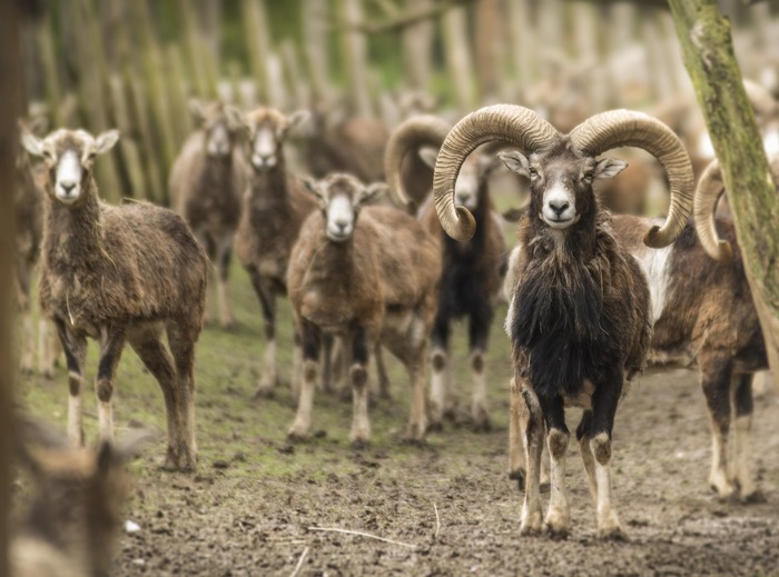 Magnetka mufloni :: Farma Dvorec